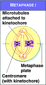 Metaphase I