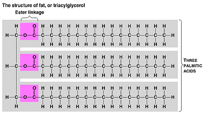 Lipids