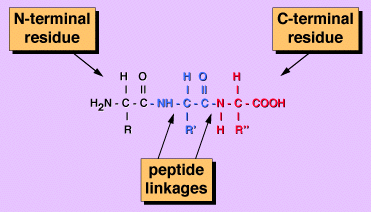 Polypeptides