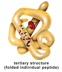 Four Levels of Protein Structure