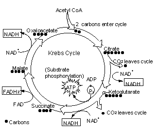 The Krebs cycle