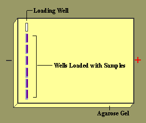 Gel Electrophoresis Information