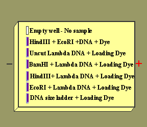 Gel Electrophoresis Information
